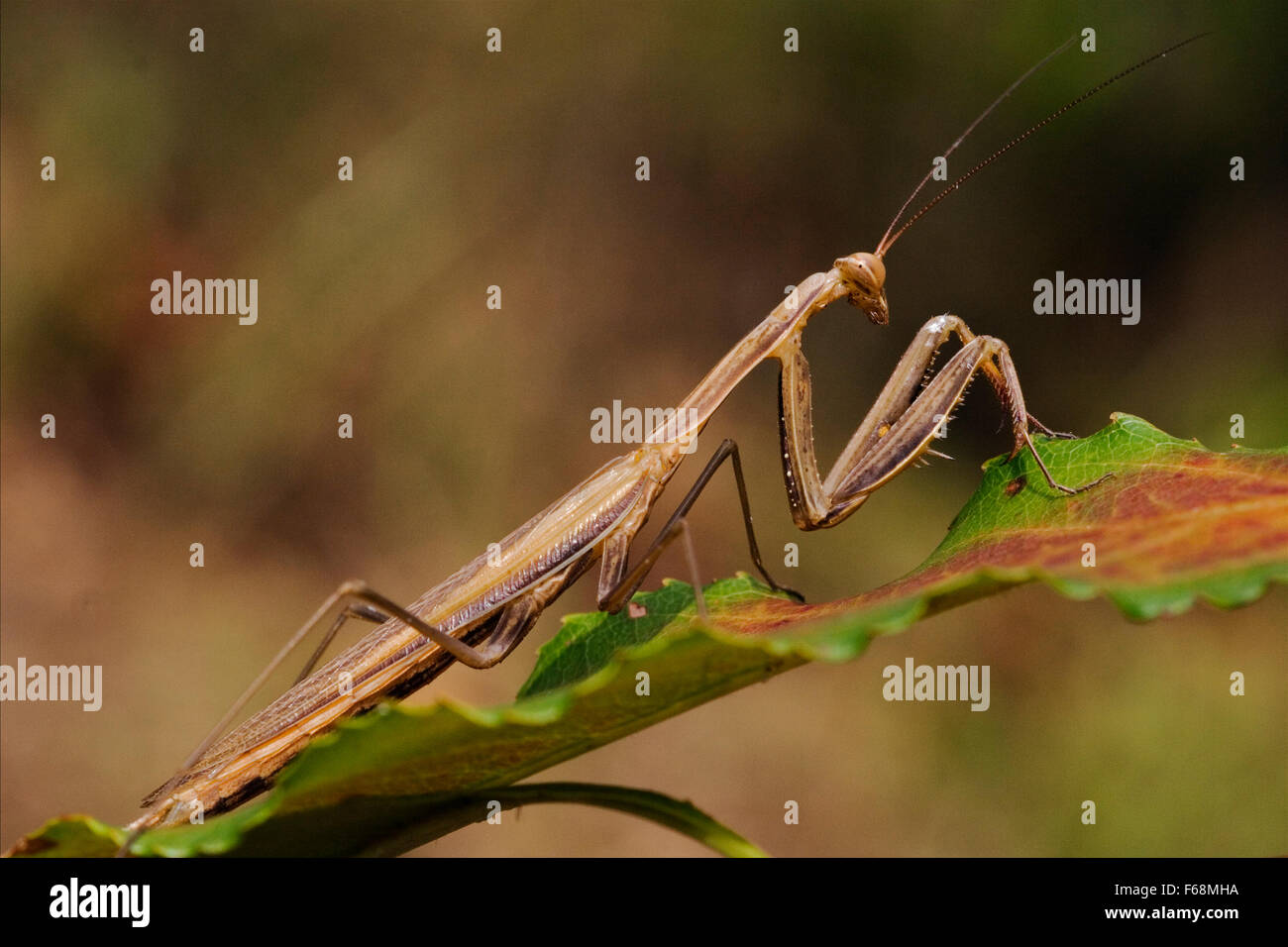close up of wild side of praying mantis mantodea on a green brown left in the bush Stock Photo ...