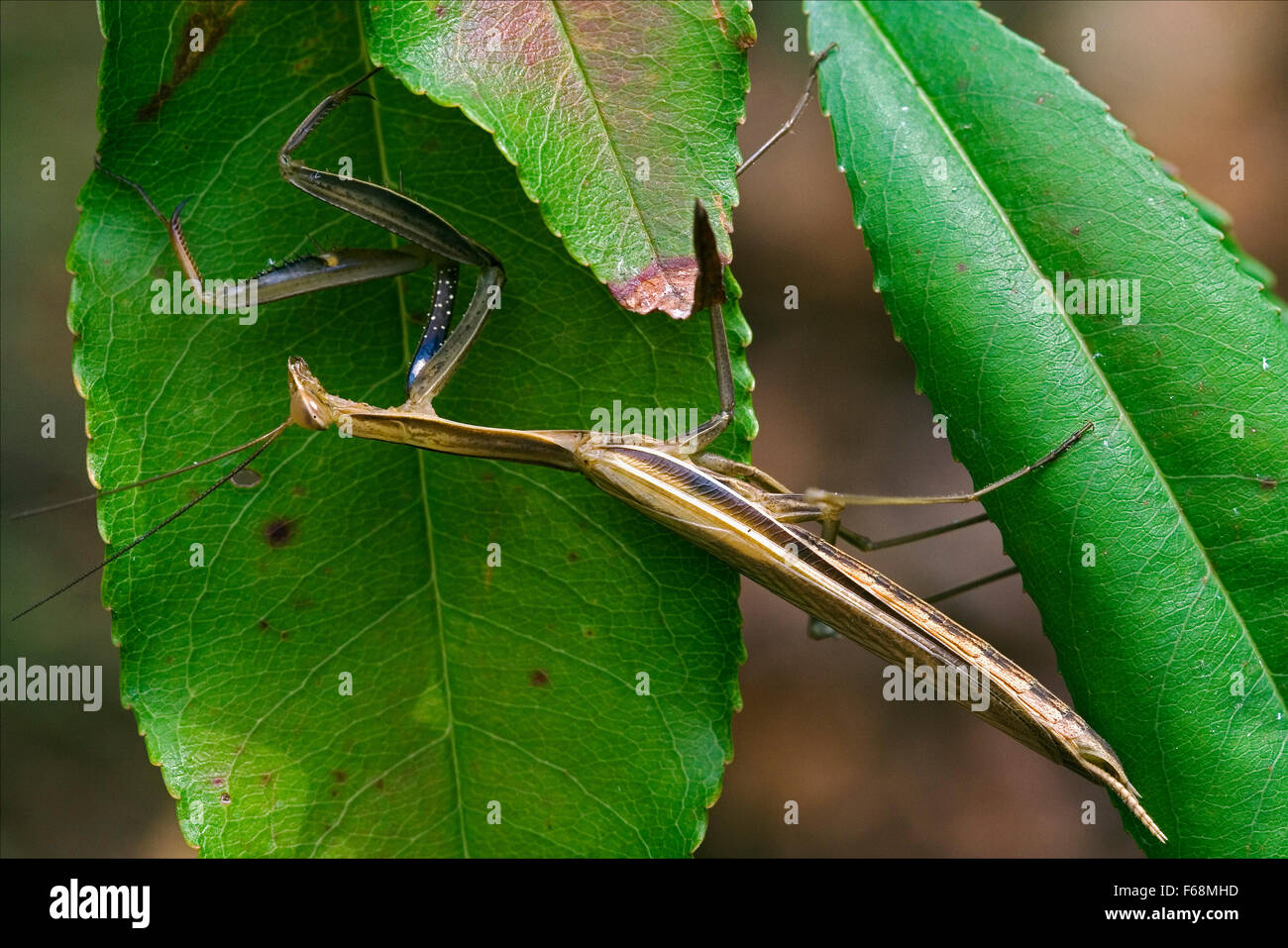close up of wild side of praying mantis mantodea on a green brown left ...