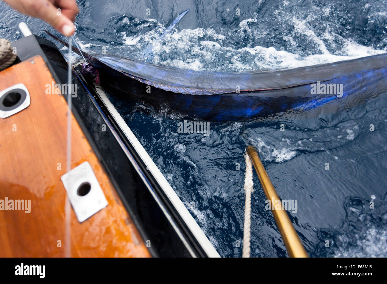 a large marlin or sailfish is being caught deep sea Stock Photo - Alamy