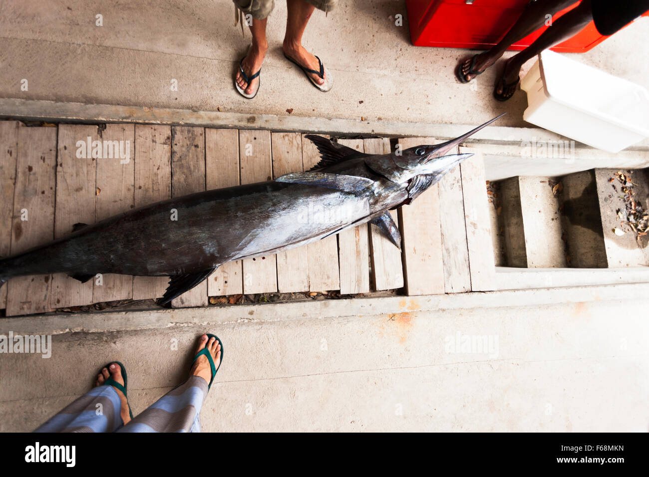 Dead Deep Sea Fish High Resolution Stock Photography and Images - Alamy