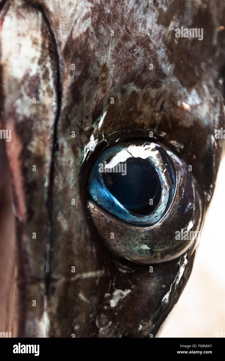 Marlin, sailfish eyeball, electric blue close up Stock Photo - Alamy