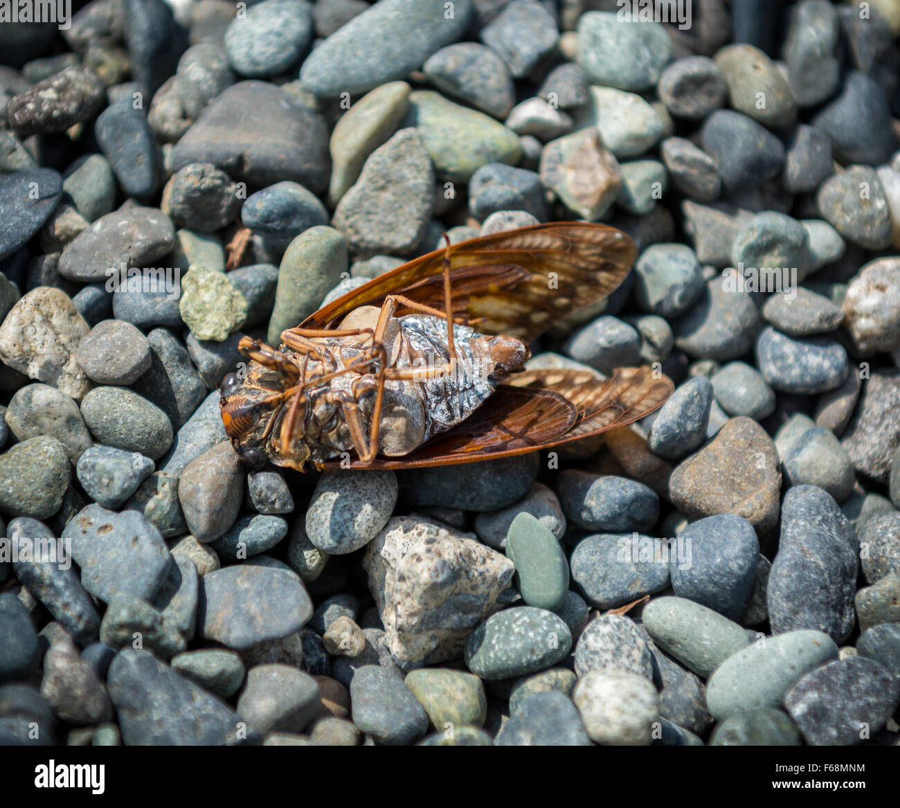Dead cicada in the Imperial Palace of Tokyo Stock Photo - Alamy