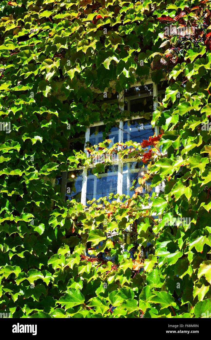 Vines window hi-res stock photography and images - Alamy
