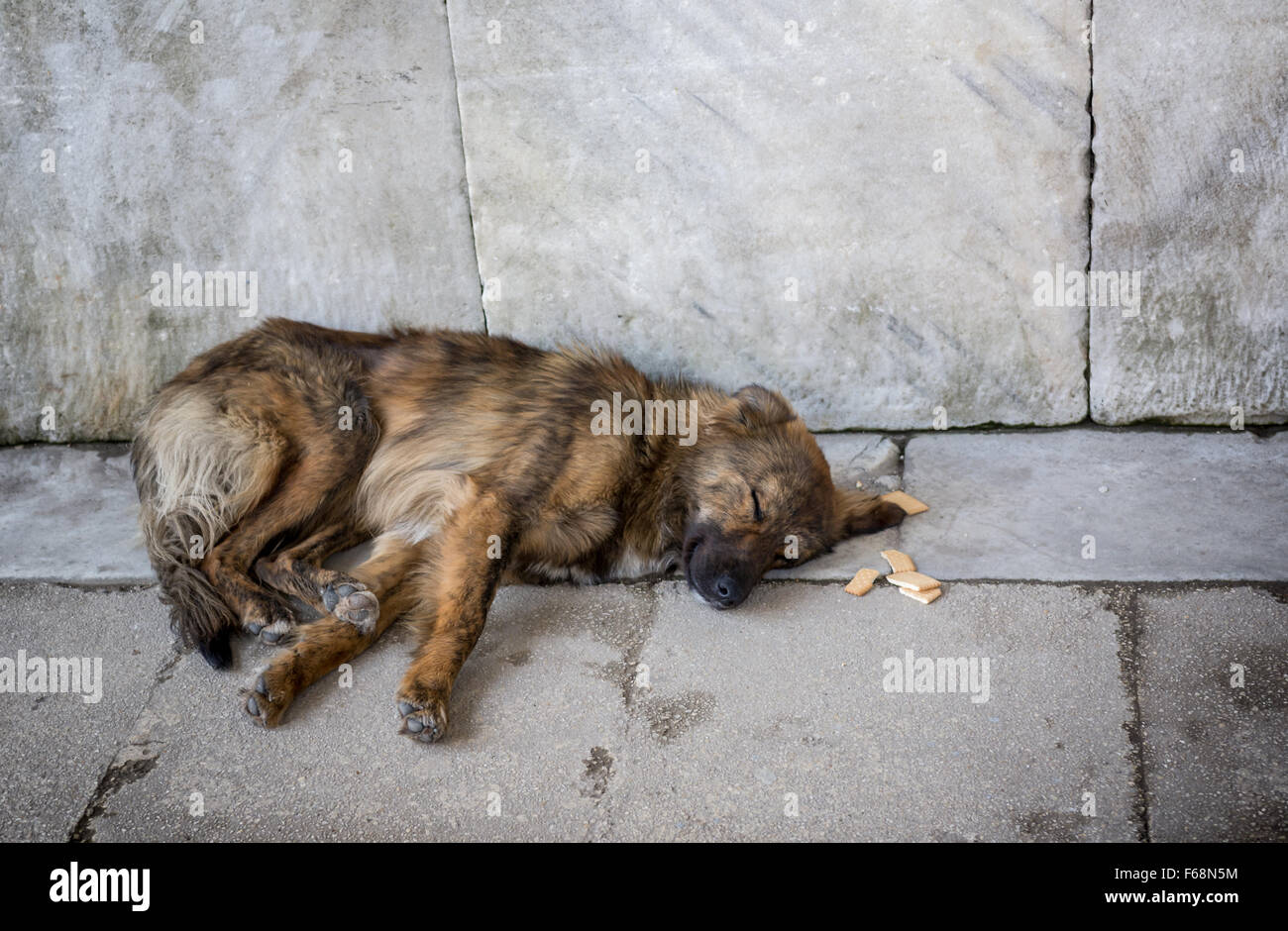 Dog istanbul hi-res stock photography and images - Alamy