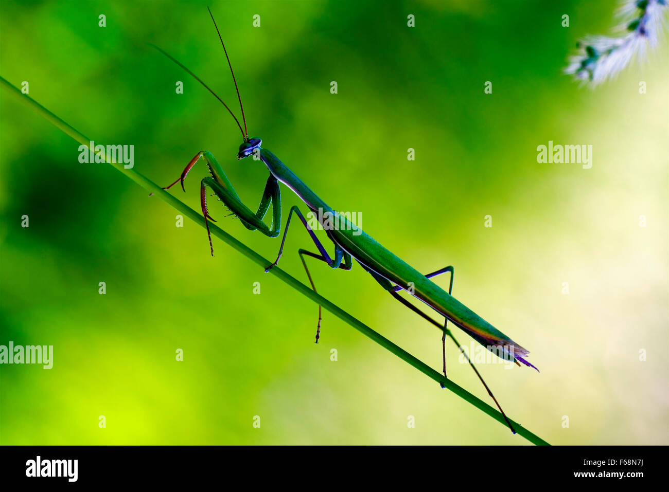 close up of wild side of praying mantis mantodea on a green brown ...