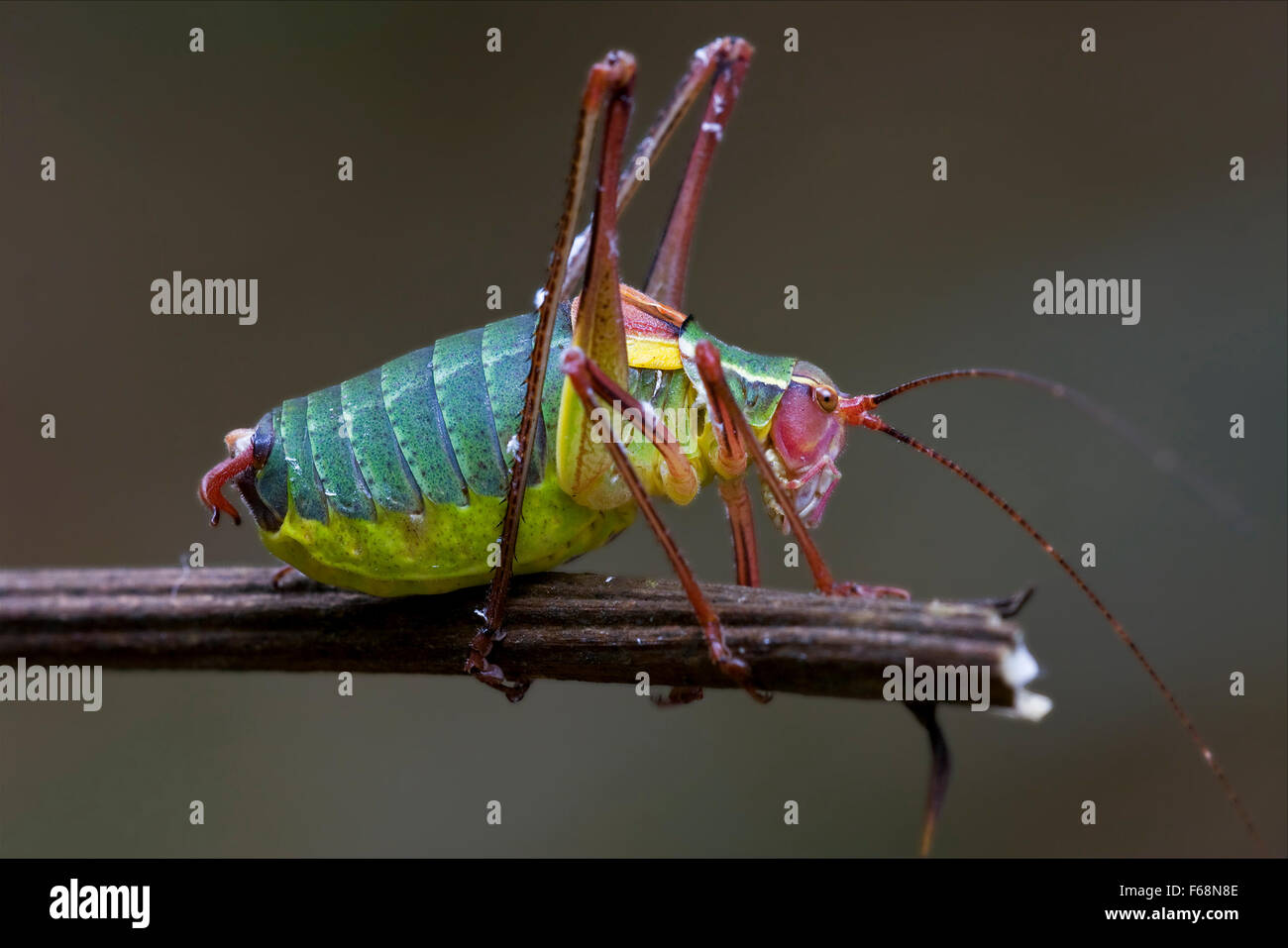 close up of grasshopper Orthopterous Tettigoniidae on a piece of branch ...