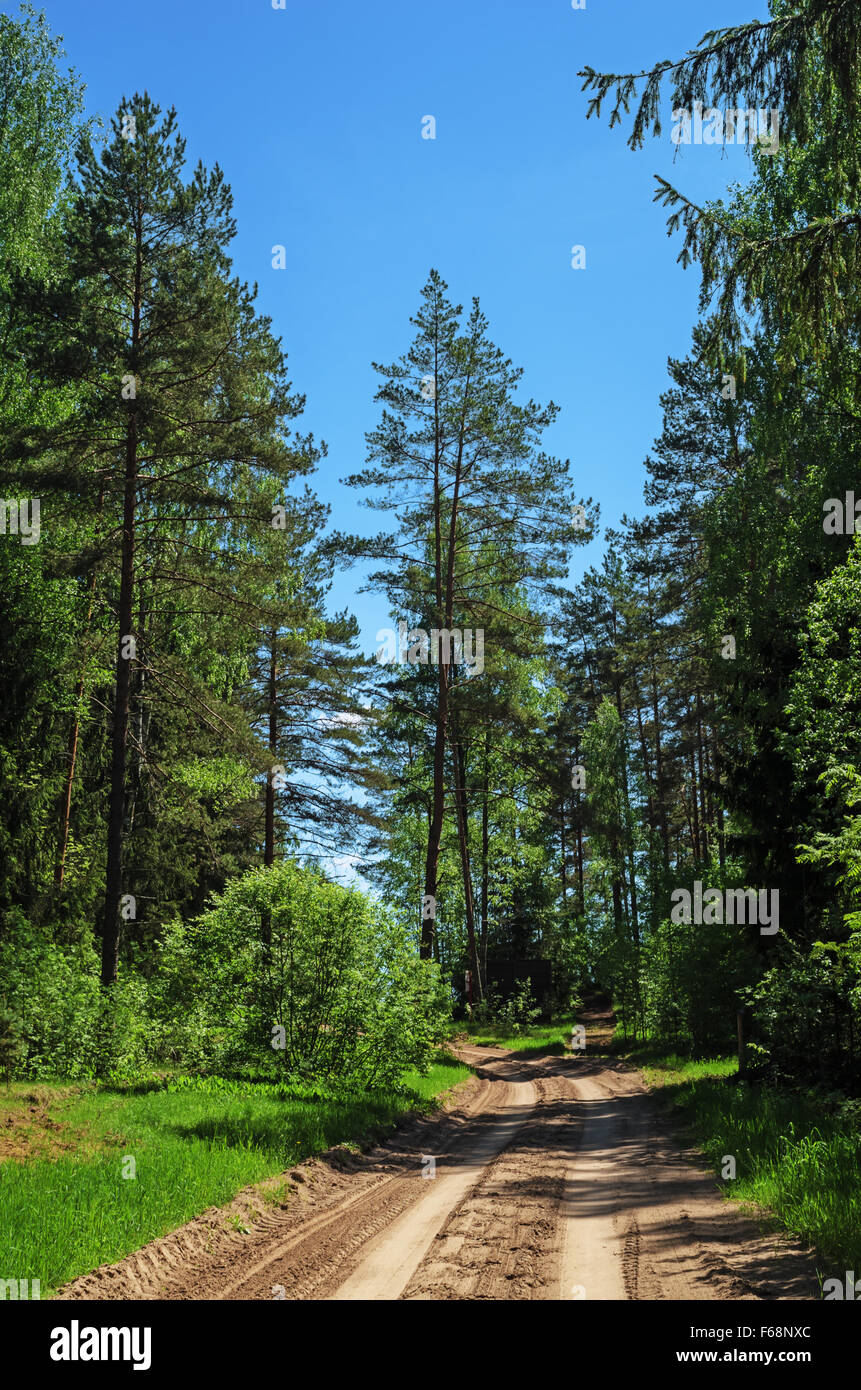 Road to forest Stock Photo - Alamy