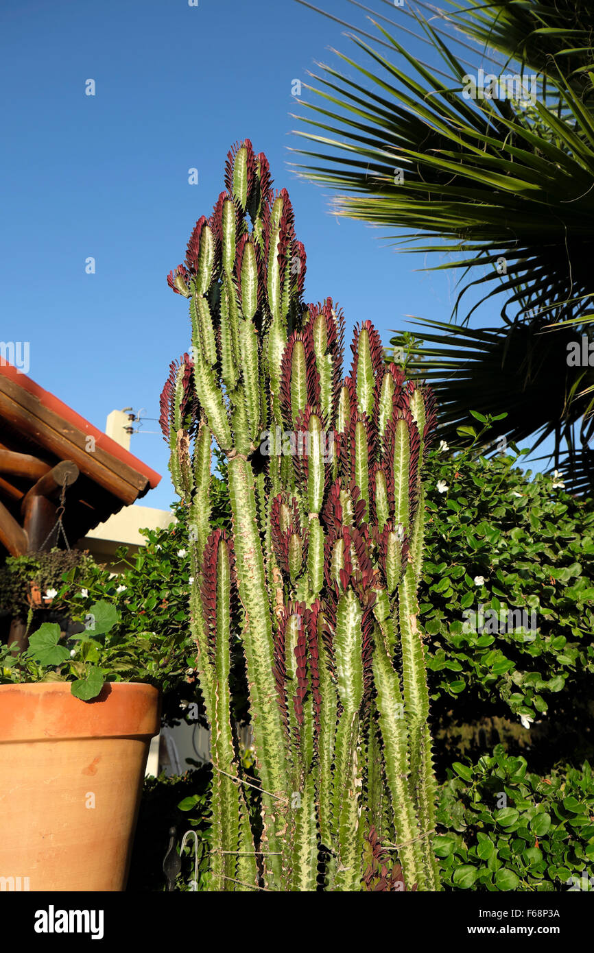 Cactus growing in residential garden in Bellapais North Cyprus KATHY ...