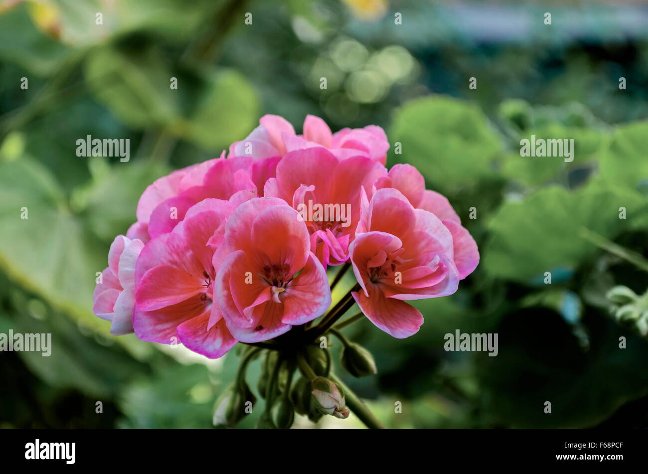 Close-up of pink flowers (Pelargonium), Sofia, Bulgaria Stock Photo - Alamy