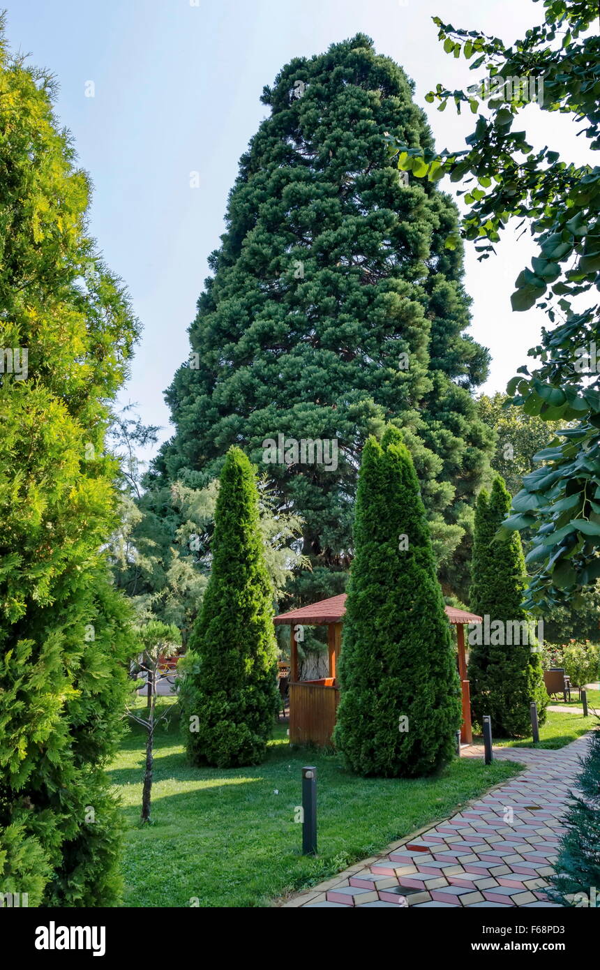 Group of different trees in the park, Septemvri town, Pazardzhik ...