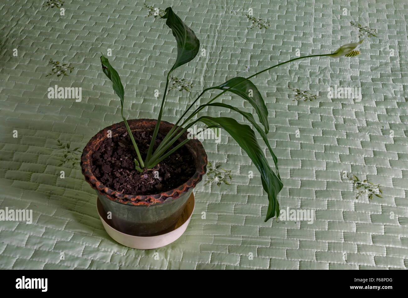 Spathiphyllum, Spath or peace lilies with white beauty bloom in the ...