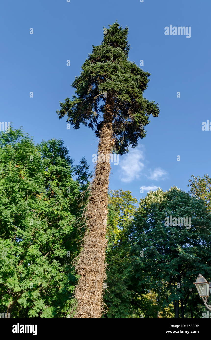 Different trees hi-res stock photography and images - Alamy