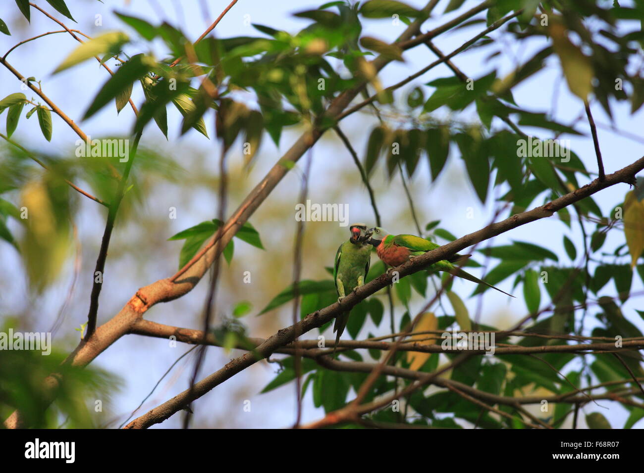 Red-breasted Parakeet (Psittacula alexandri) in Thailand Stock Photo ...