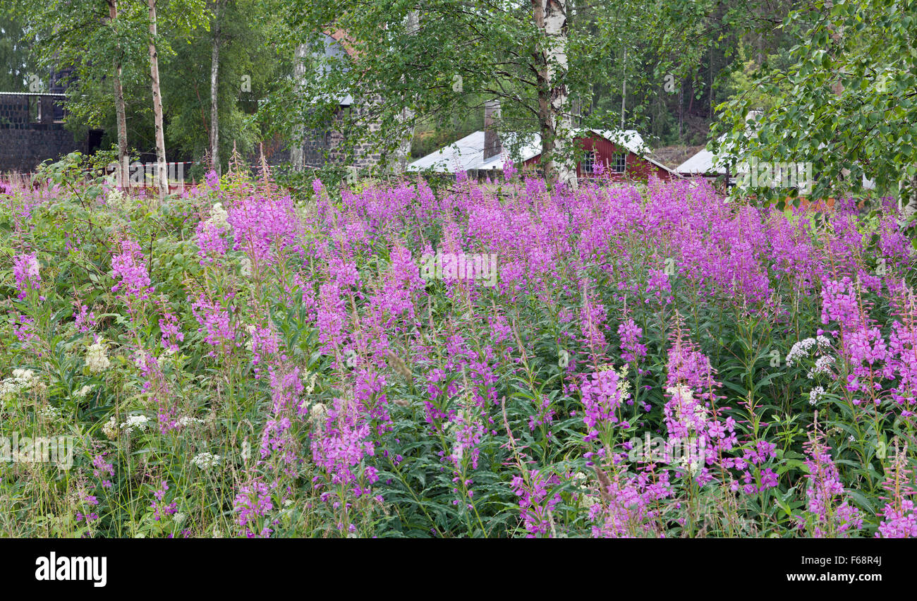 Fire-weed in bloom this side some old buildings, trees in between ...