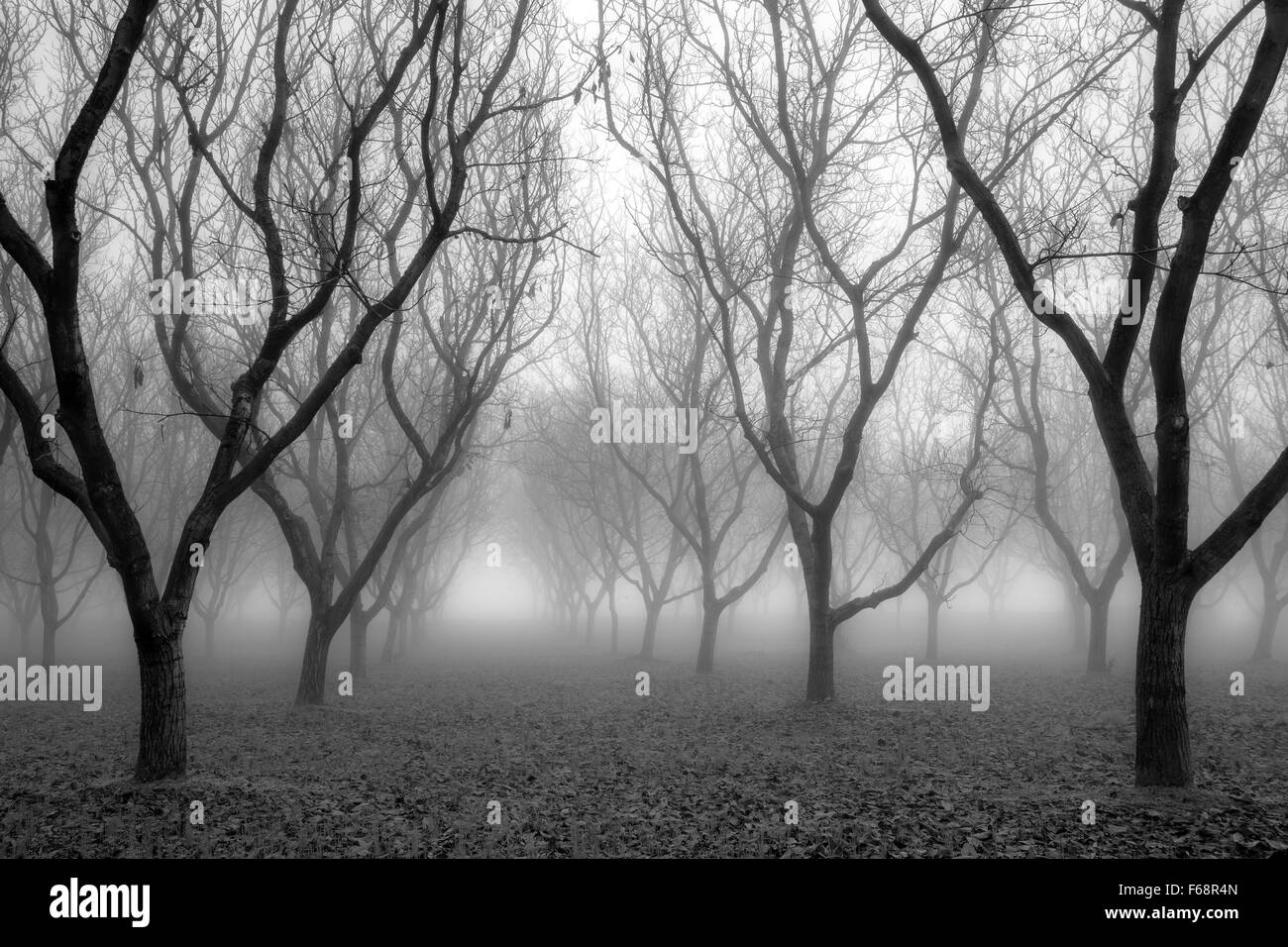 Spooky trees mist Black and White Stock Photos & Images - Alamy