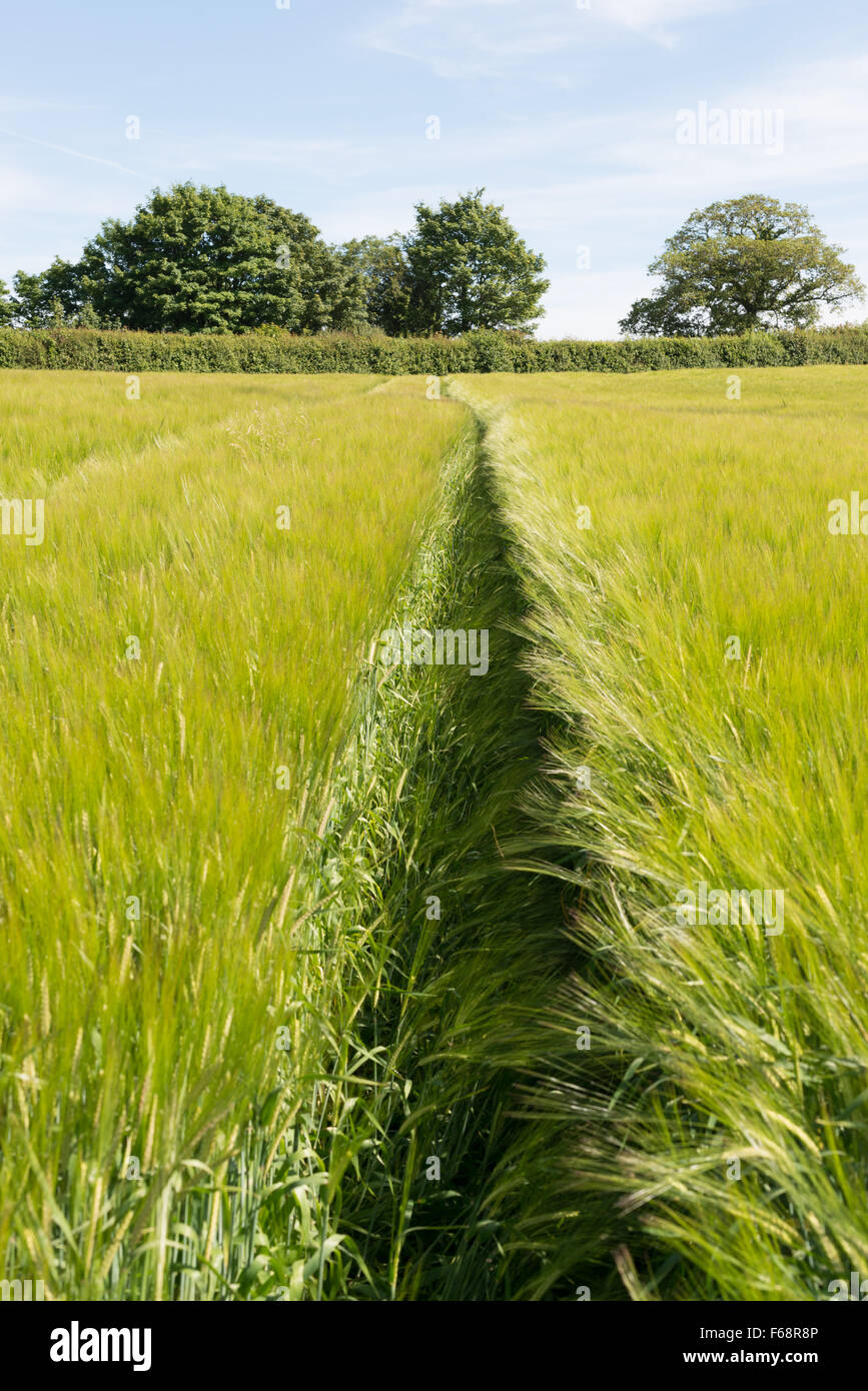 Walking towards hedge hi-res stock photography and images - Alamy