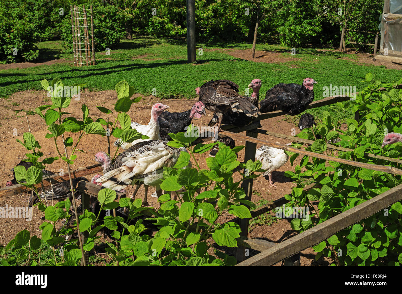 Turkey in the yard of the rural house Stock Photo - Alamy