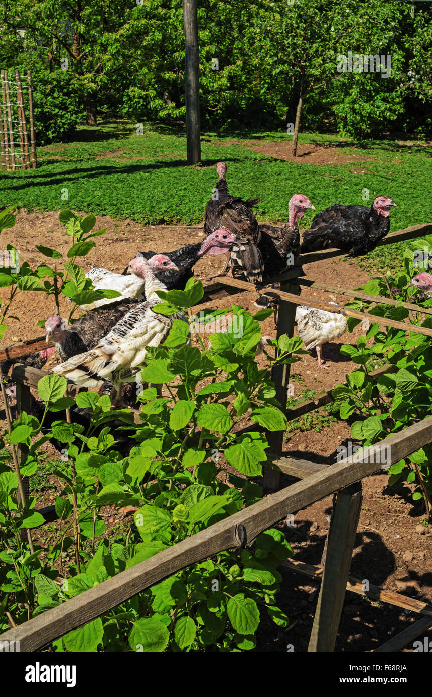 Turkey in the yard of the rural house Stock Photo - Alamy