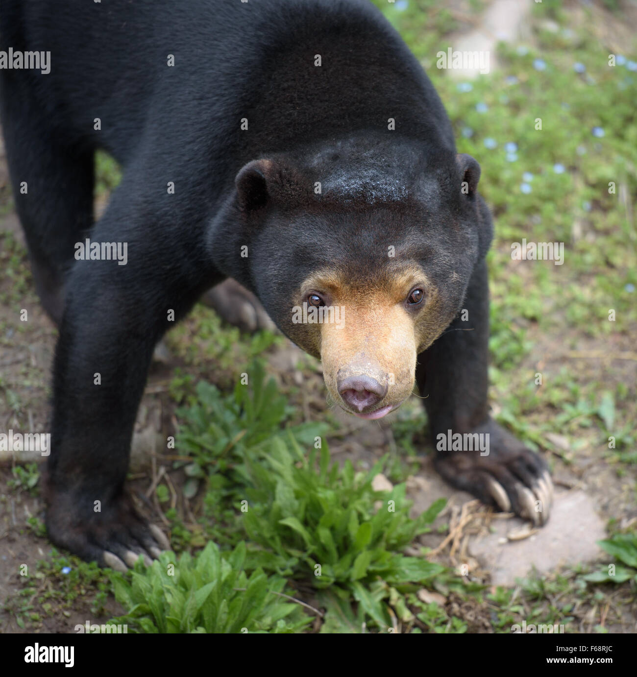 Malayan sun bear standing hi-res stock photography and images - Alamy