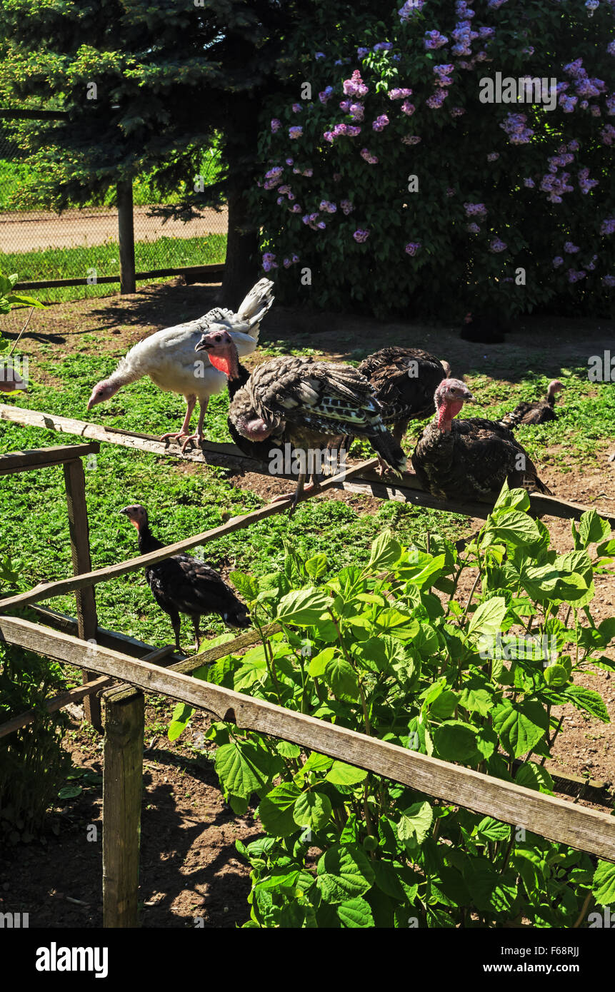 Turkey in the yard of the rural house Stock Photo - Alamy