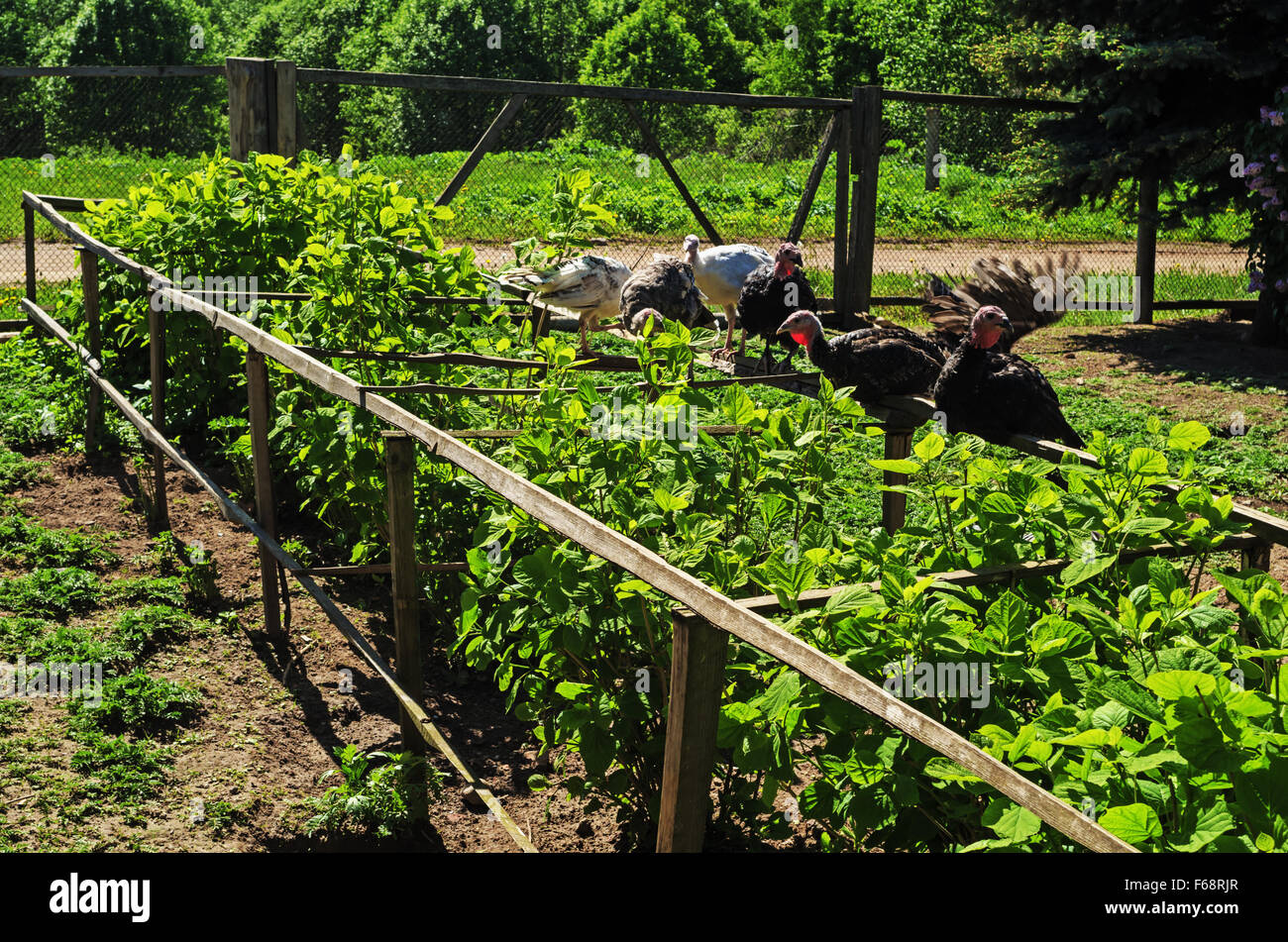 Turkey in the yard of the rural house Stock Photo - Alamy