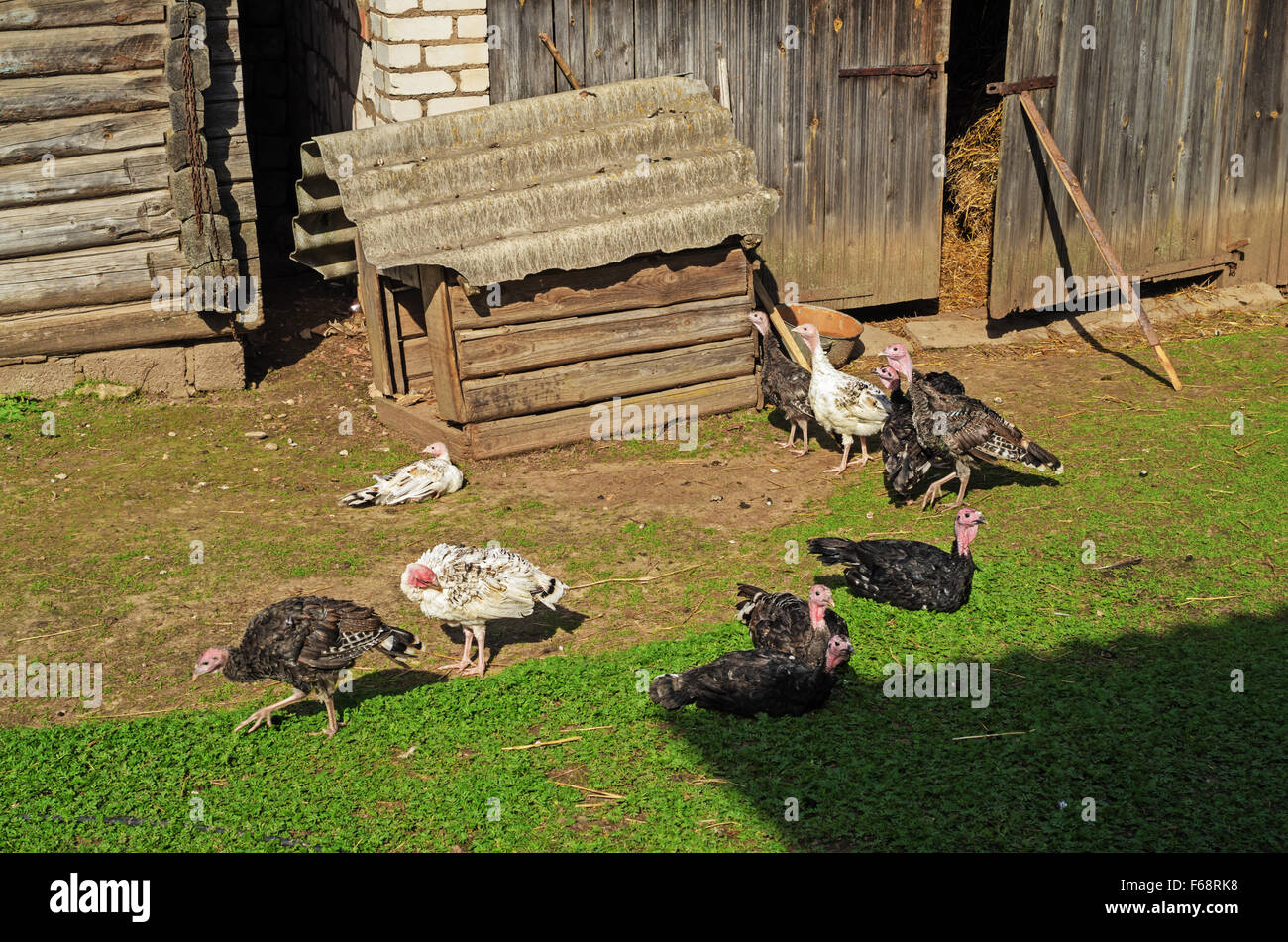 Turkey in the yard of the rural house Stock Photo - Alamy