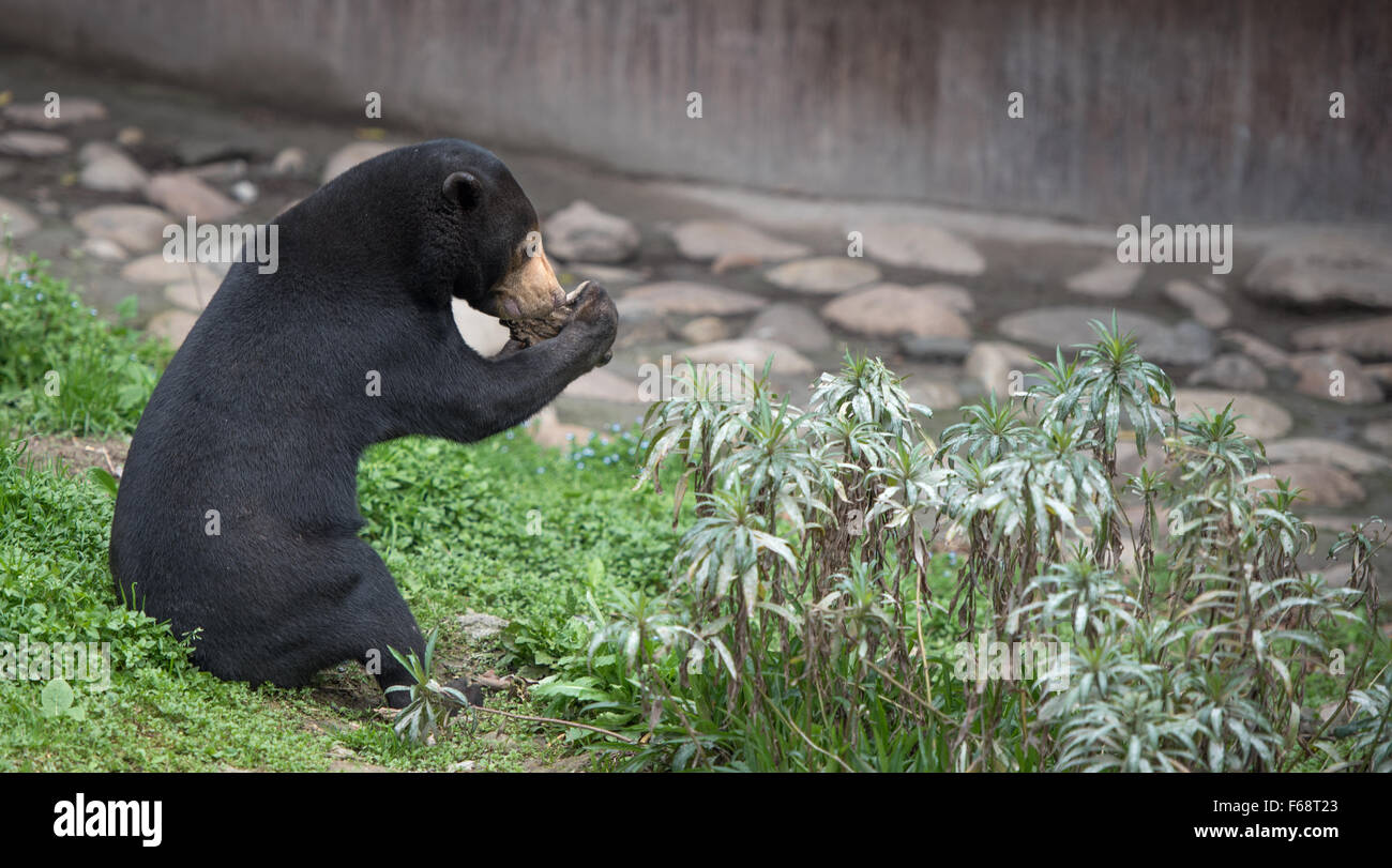 Malayan sun bear hi-res stock photography and images - Alamy