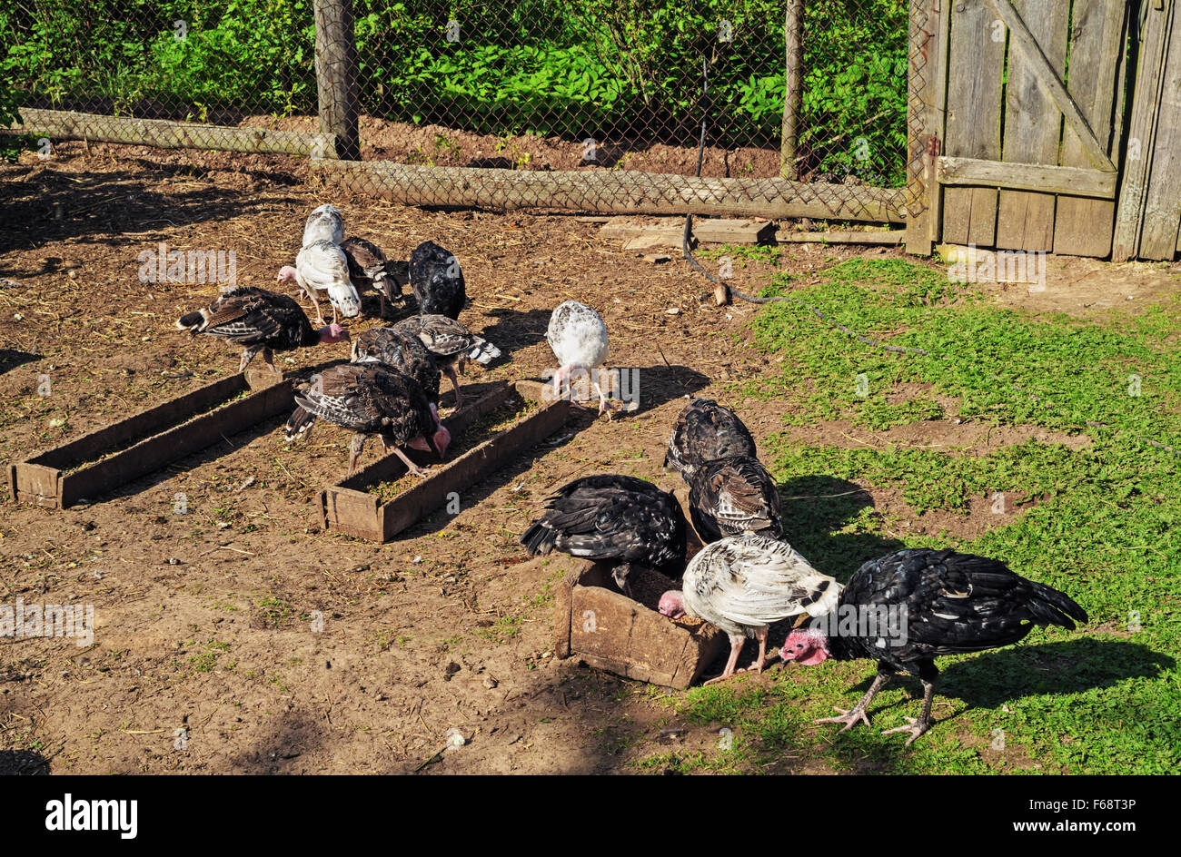 Turkey in the yard of the rural house Stock Photo - Alamy