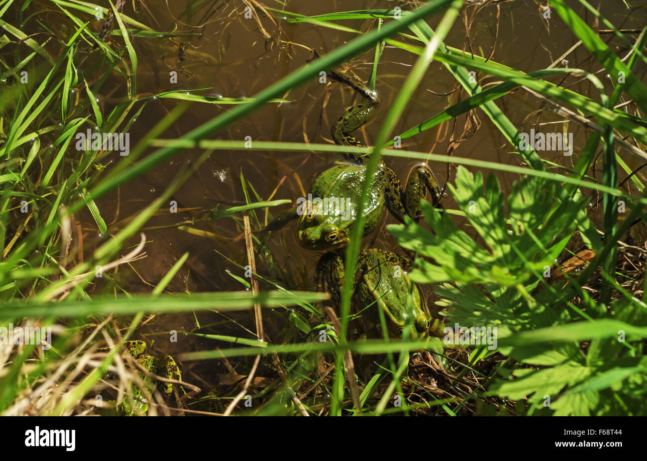 Green frogs - spring season Stock Photo - Alamy