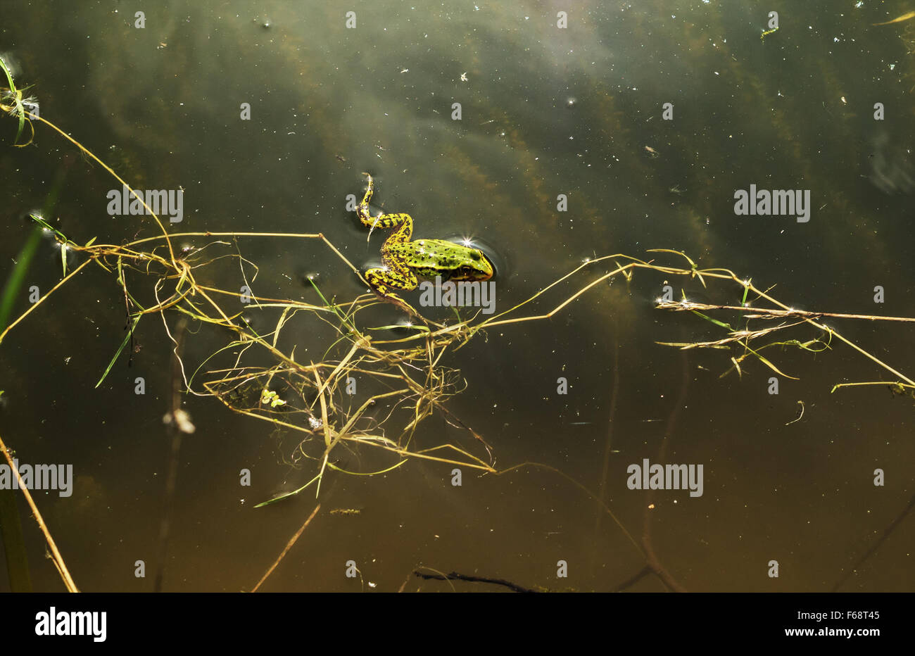 Frog spring activity hi-res stock photography and images - Alamy