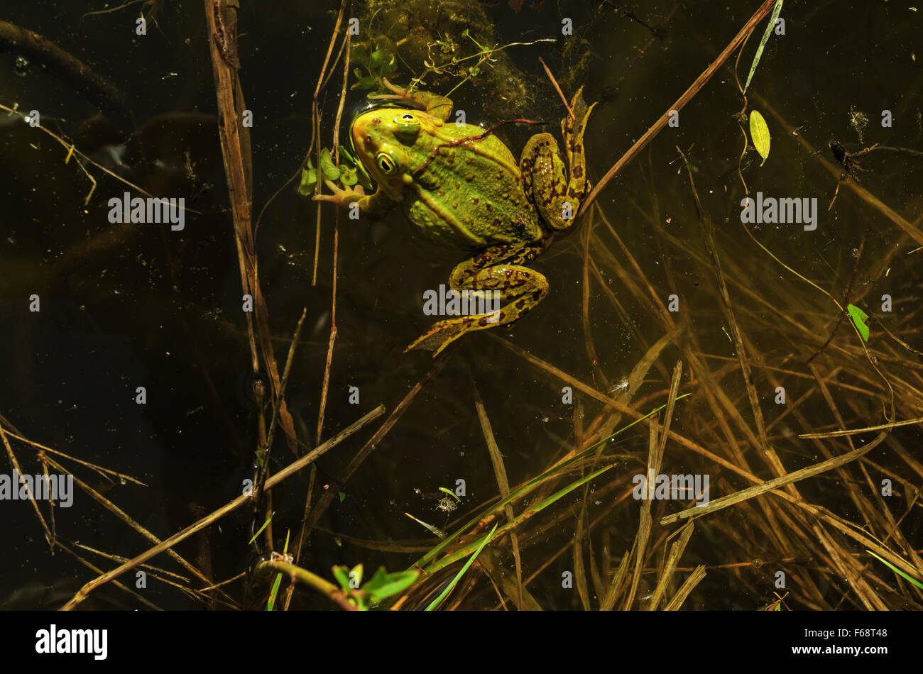 Peeking frog silhouette hi-res stock photography and images - Alamy