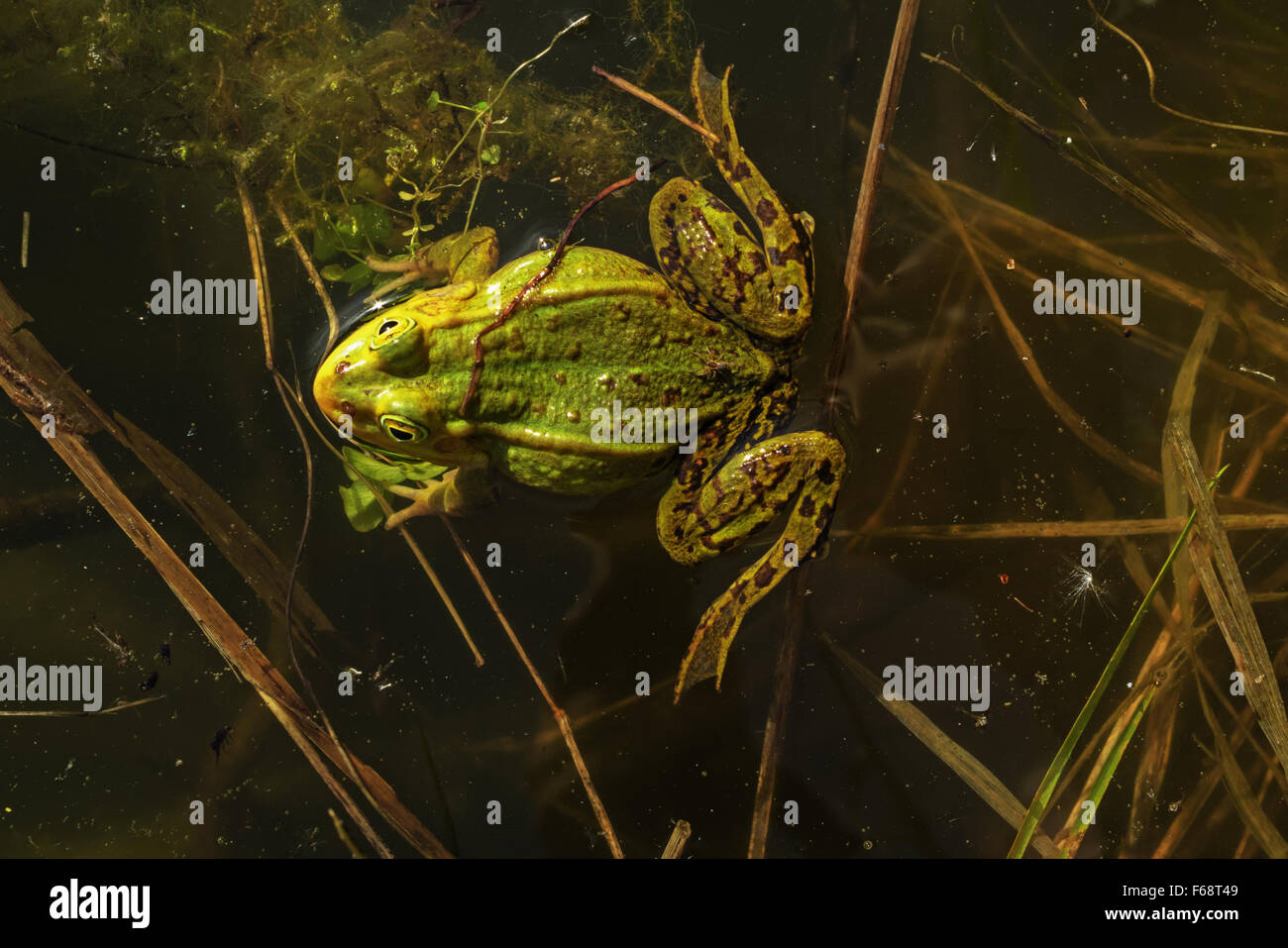 Frog spring activity hi-res stock photography and images - Alamy