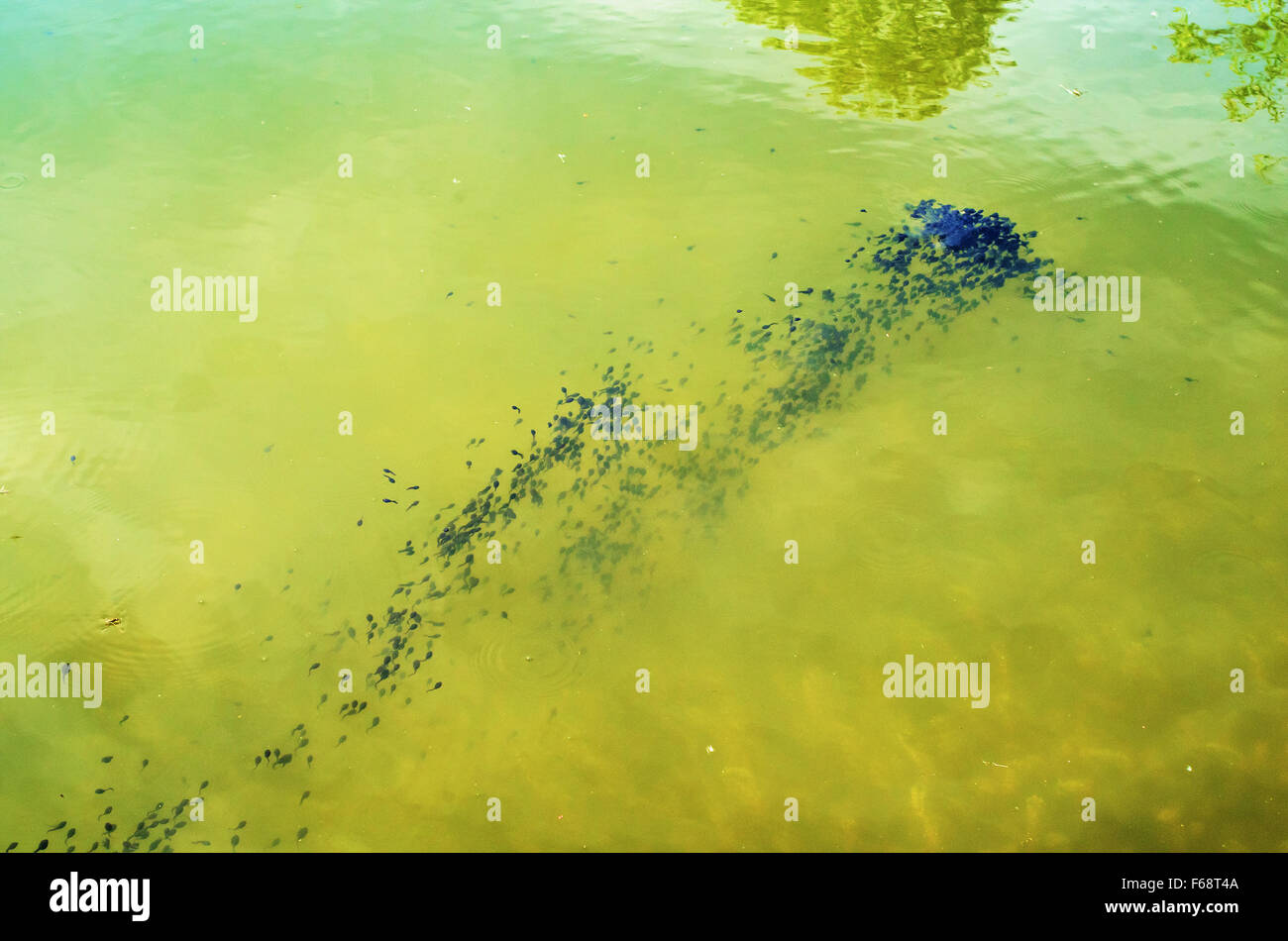 Bufo toad tadpoles underwater hi-res stock photography and images - Alamy
