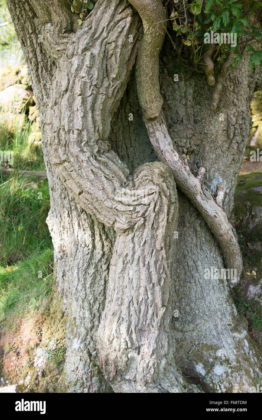 Tree entwined with ivy hi-res stock photography and images - Alamy