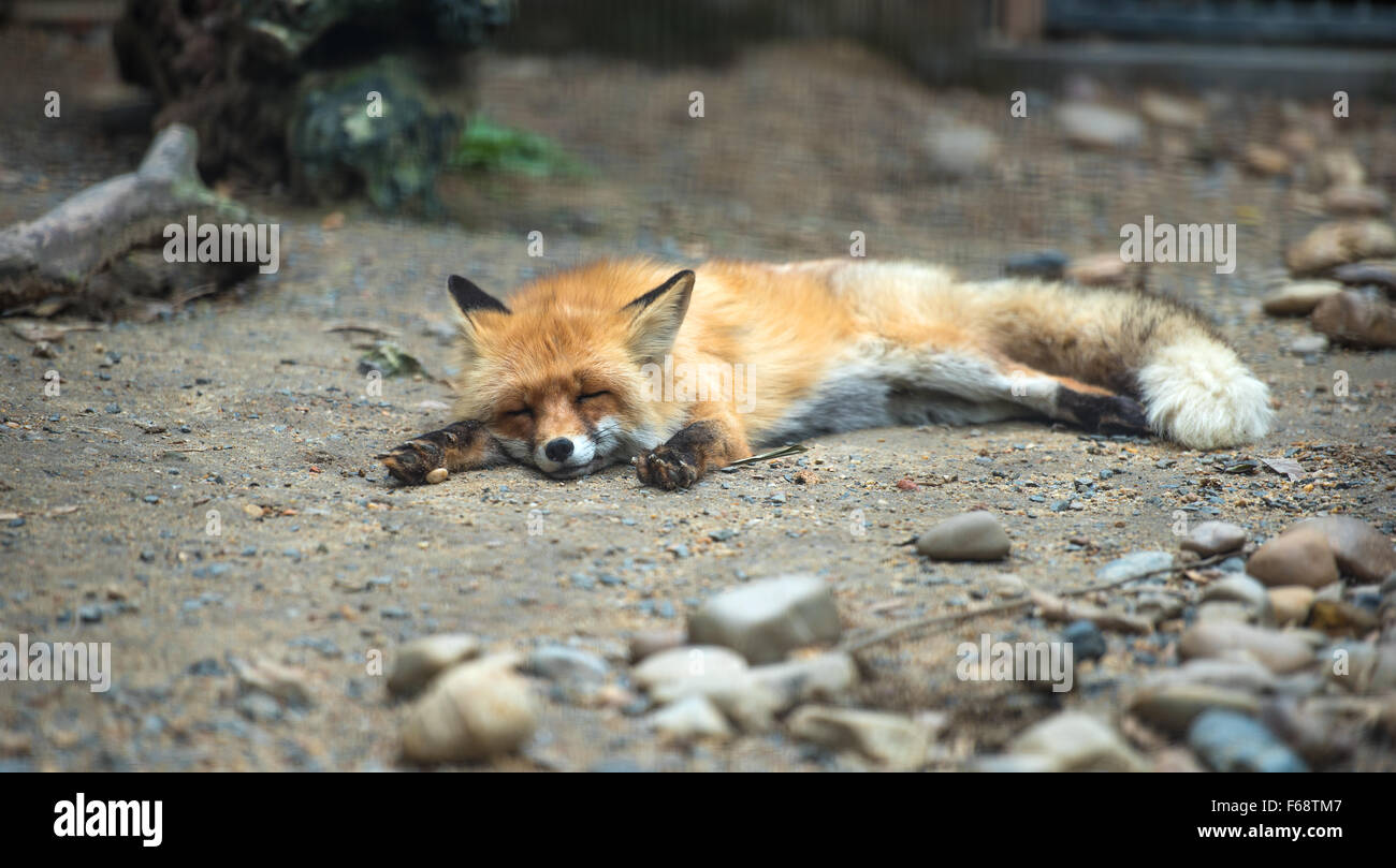 Red fox lying on the ground sleeping (looks like dead Stock Photo - Alamy