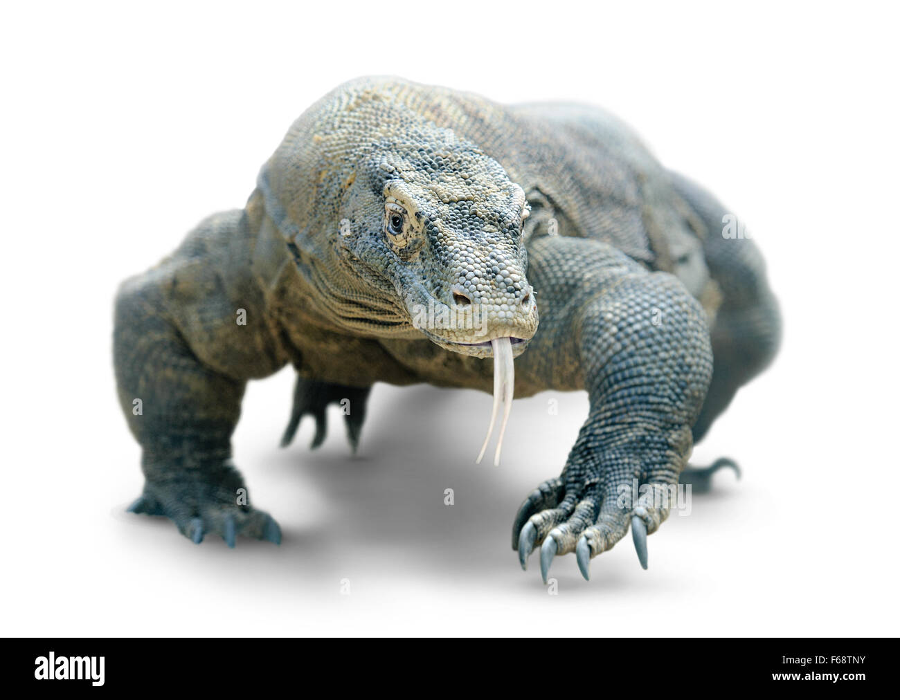 Walking komodo dragon isolated on white, with clipping path Stock Photo ...