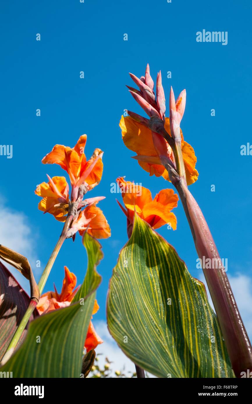 Canna lillies,flowering with blue sky England UK Stock Photo - Alamy