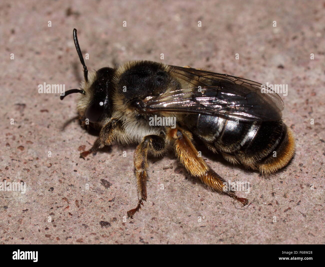Bee side view hi-res stock photography and images - Alamy