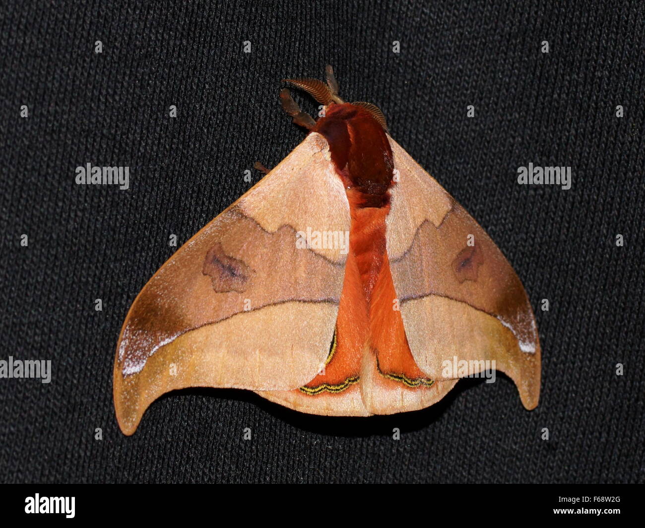 Automeris hamata hi-res stock photography and images - Alamy