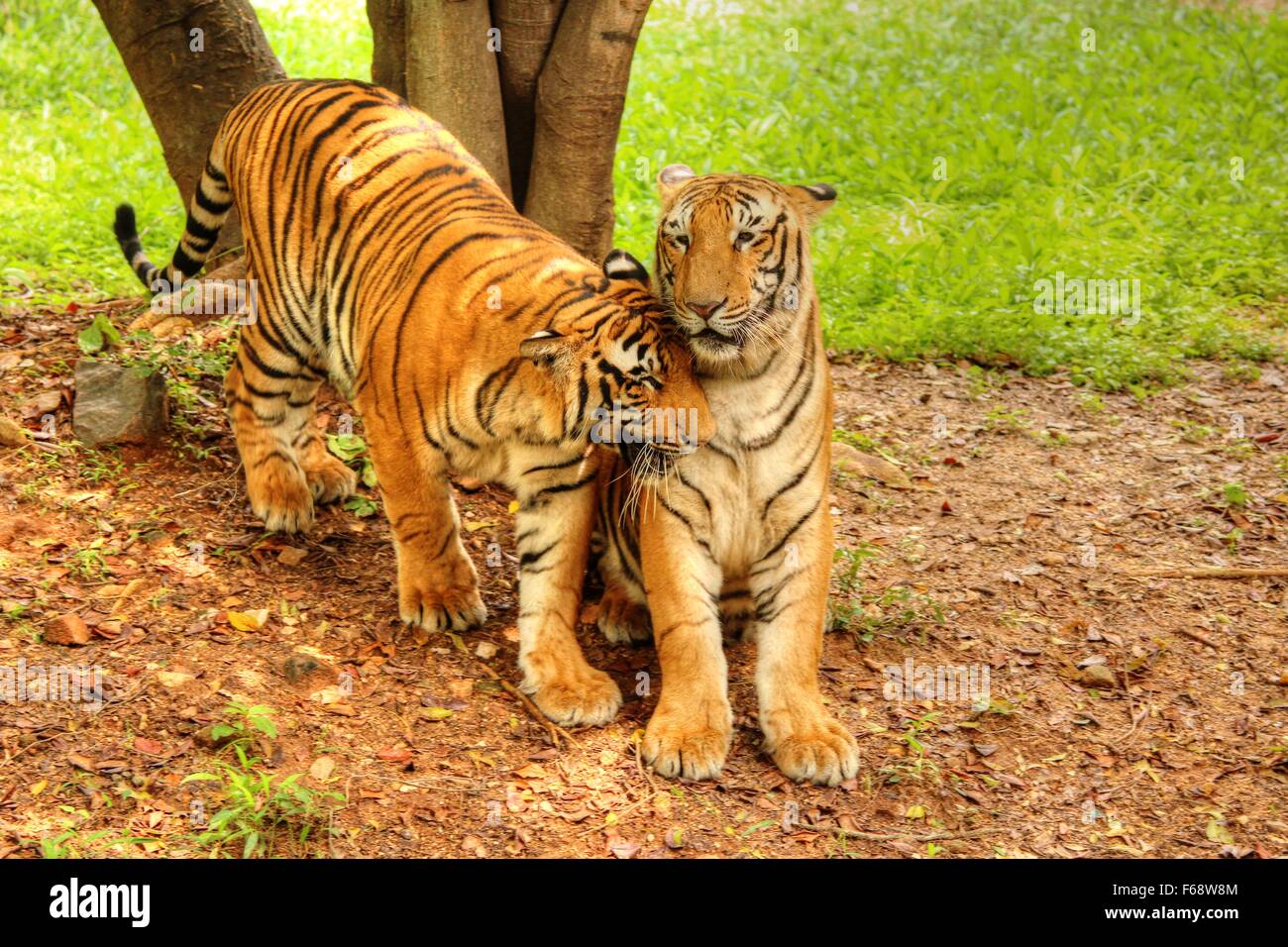 Tiger mothers hi-res stock photography and images - Alamy