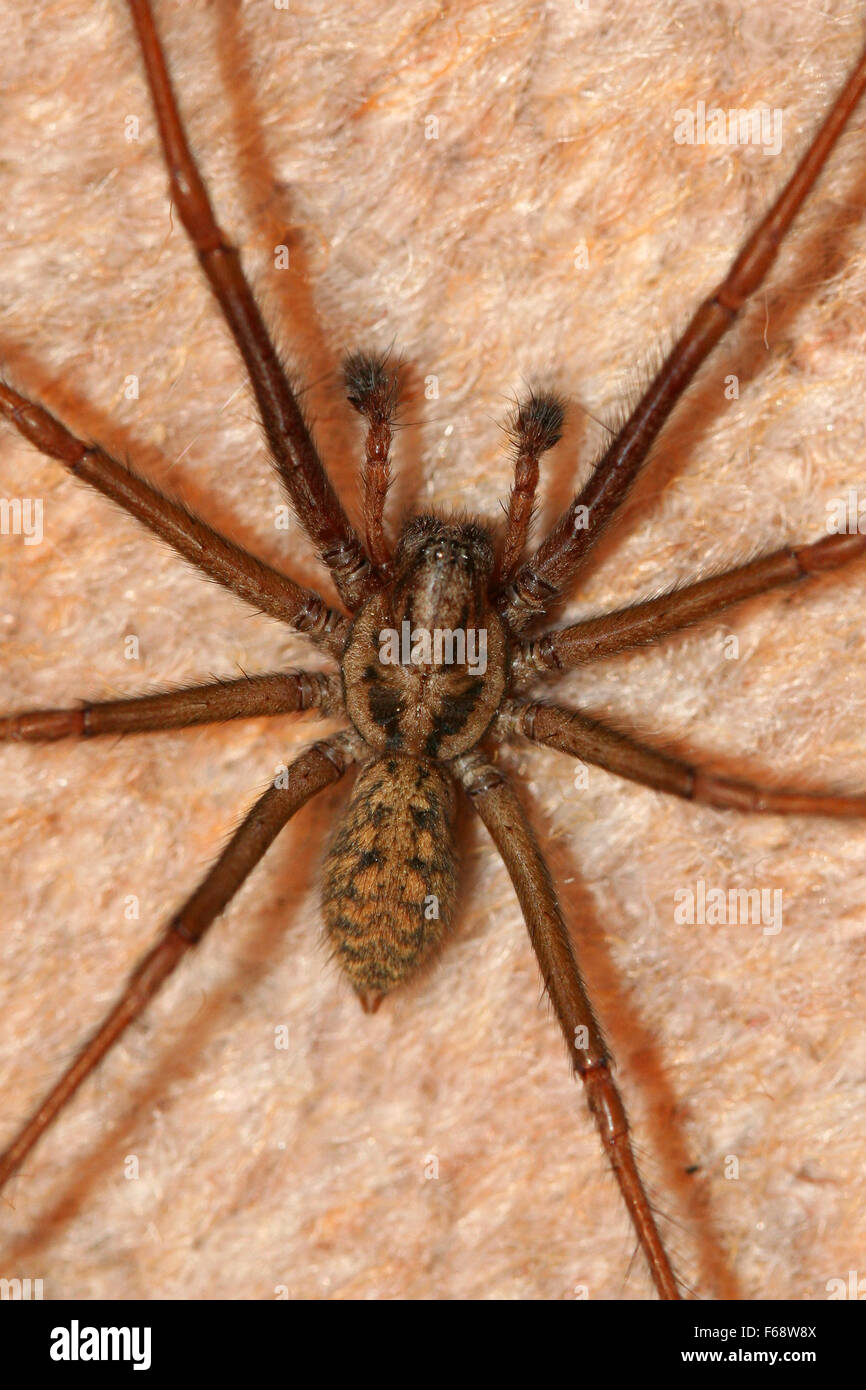 Giant house spider uk hi-res stock photography and images - Alamy