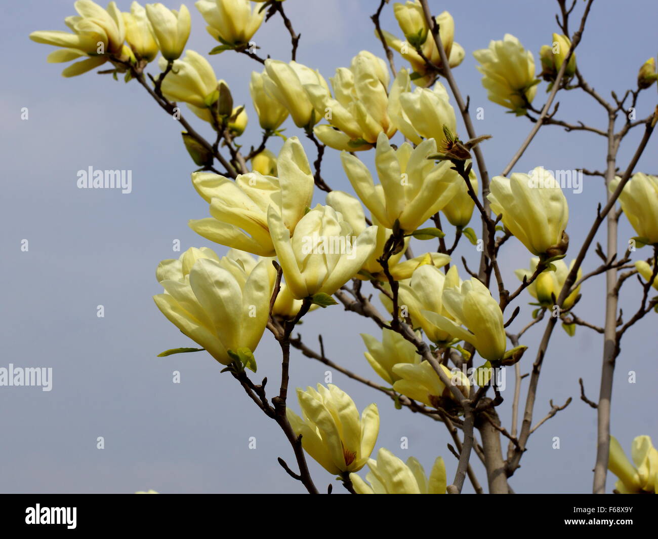 Yellow magnolia hi-res stock photography and images - Alamy