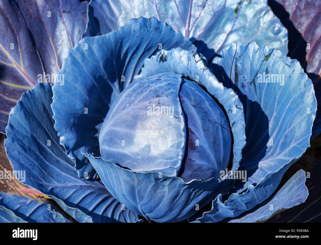 Wonderful red cabbage plant in field Stock Photo - Alamy