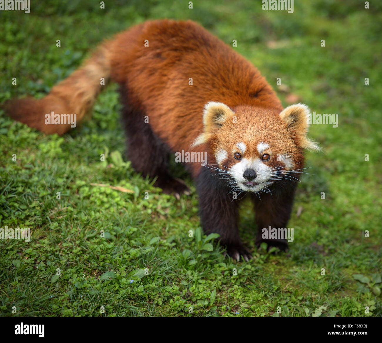 Curious red panda Stock Photo - Alamy