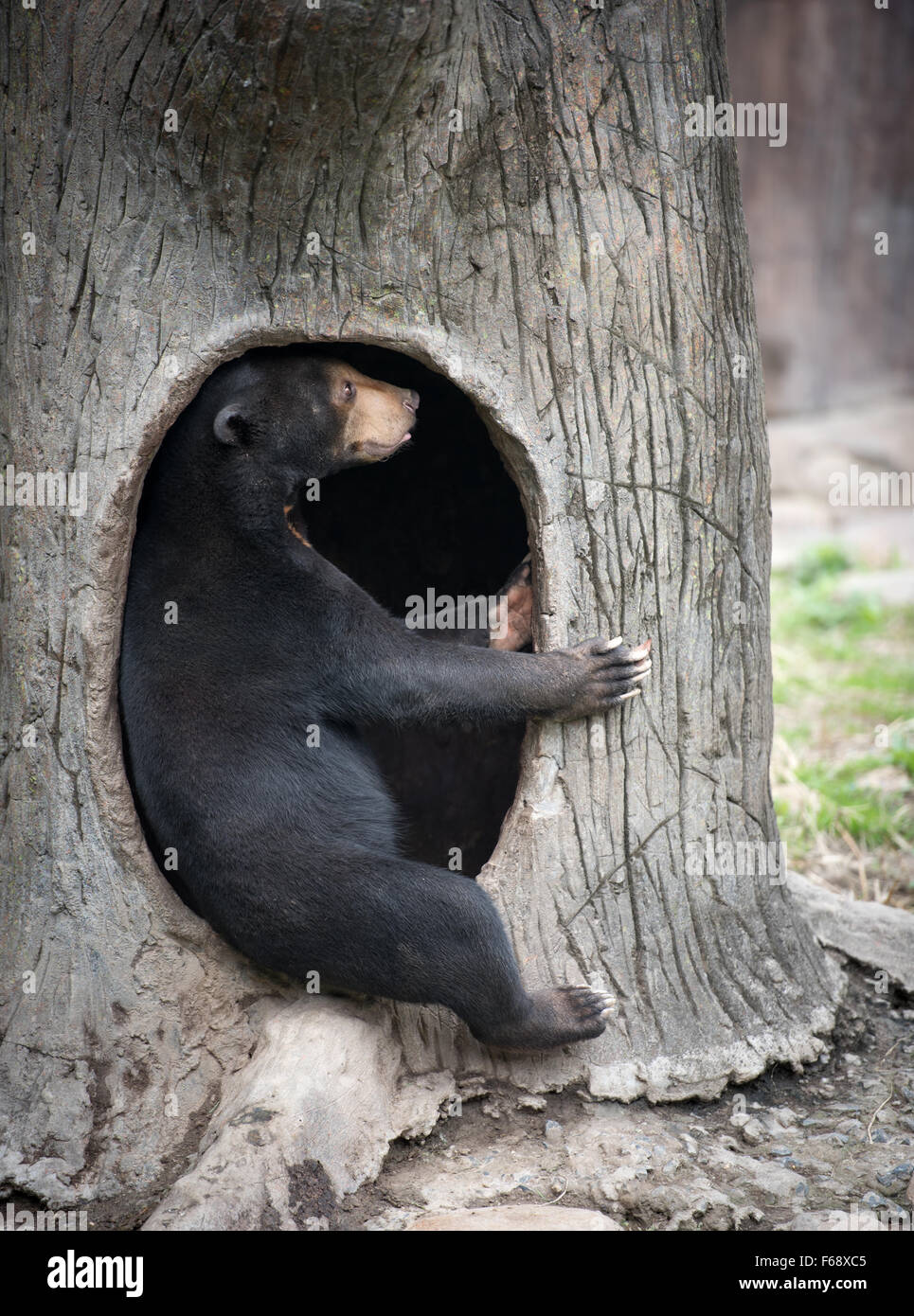 Bear tree den hi-res stock photography and images - Alamy