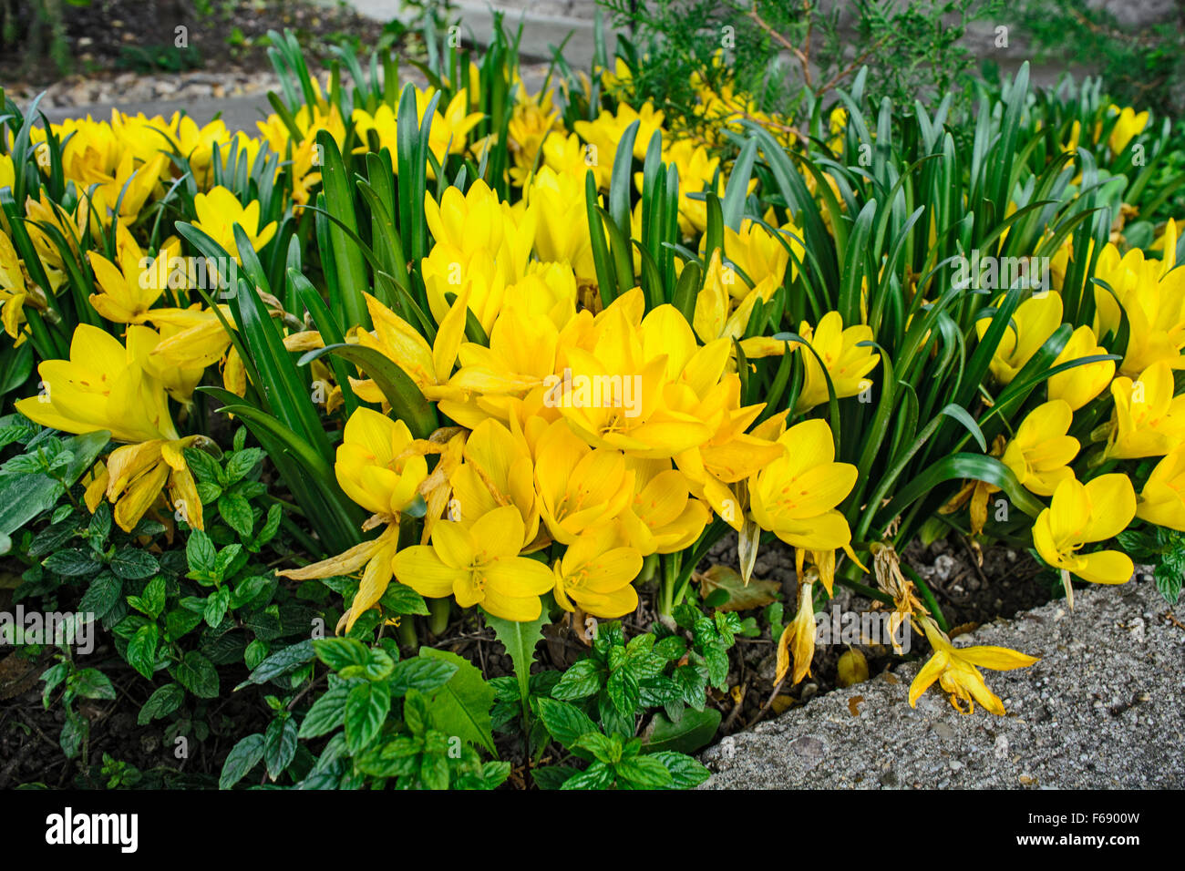 A beautiful bouquet of yellow saffron in autumn garden Stock Photo - Alamy