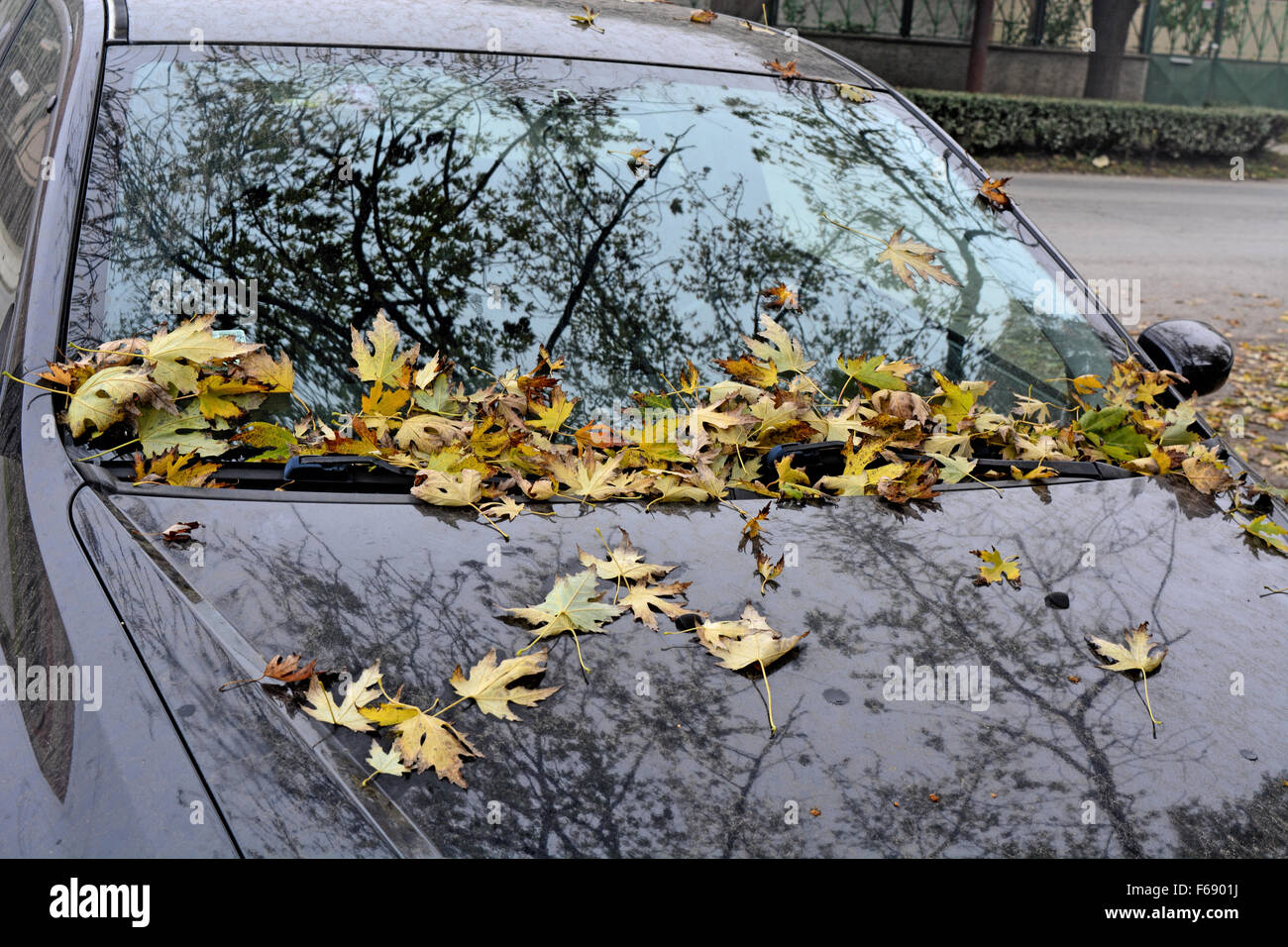 When a tree fell on their car hi-res stock photography and images - Alamy