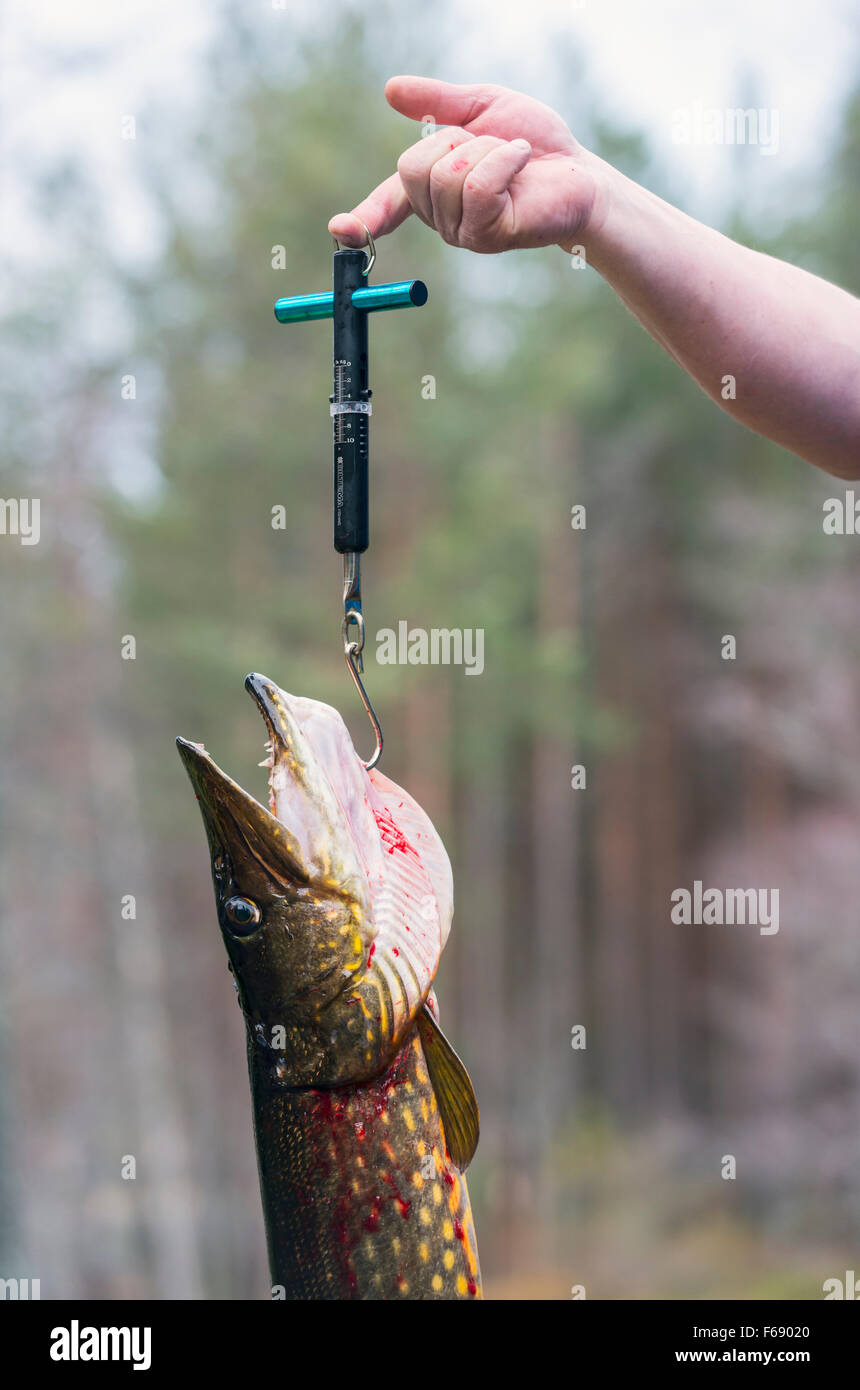 Heavy fishing hi-res stock photography and images - Alamy