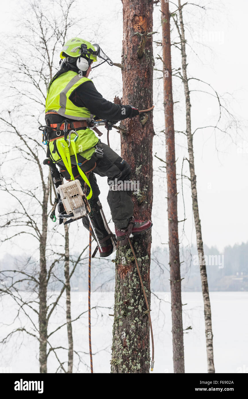 Arborists taking down trees Stock Photo - Alamy