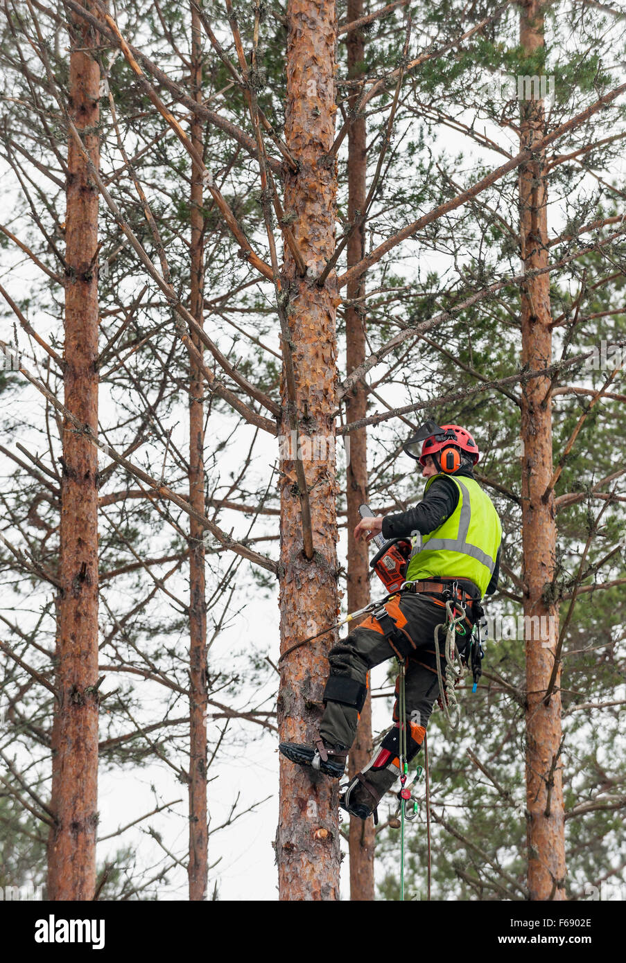 Arborists taking down trees Stock Photo - Alamy